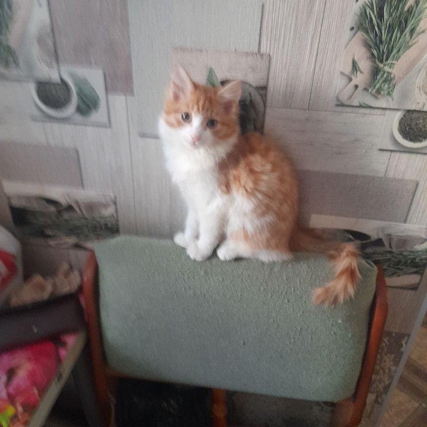 Котенок мальчик