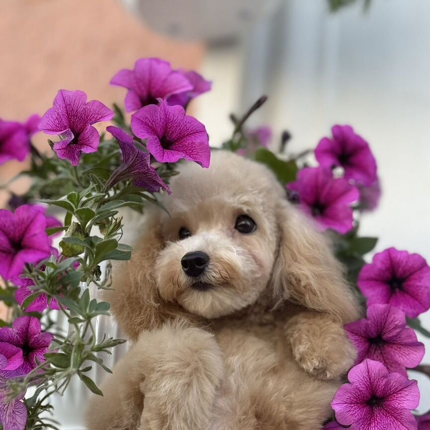 Мальтипу мини 1,5 кг