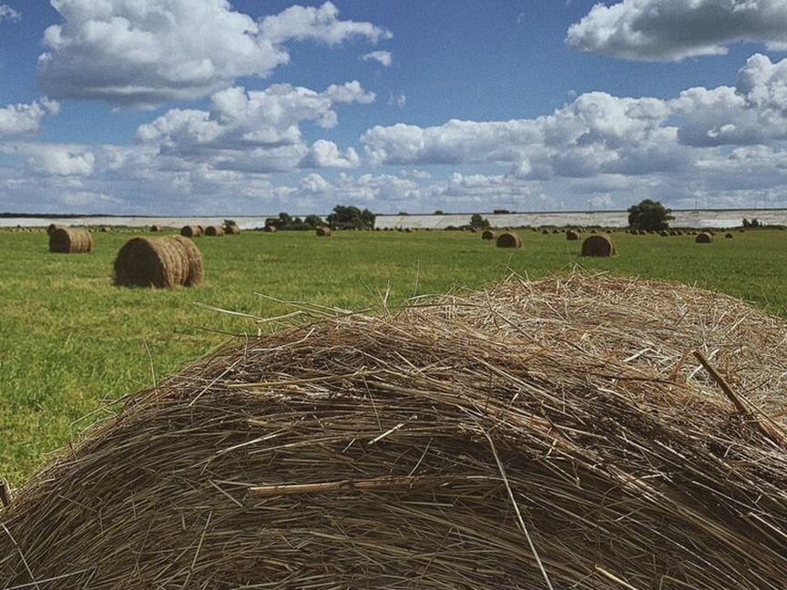 Продам сено в рулонах