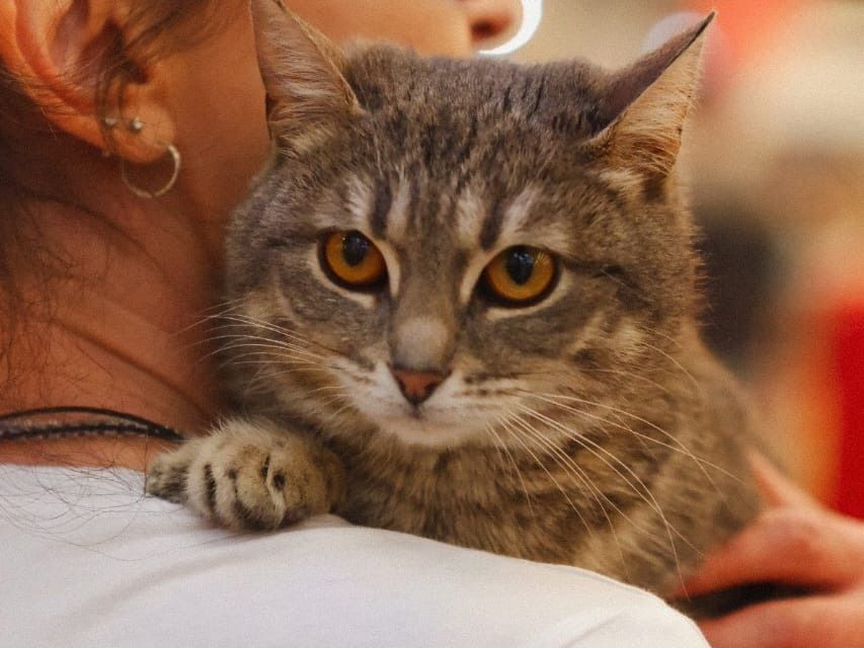 Кошка в добрые руки