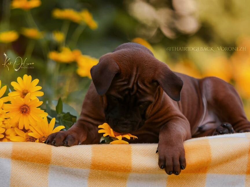 Продаю Тайского риджбека