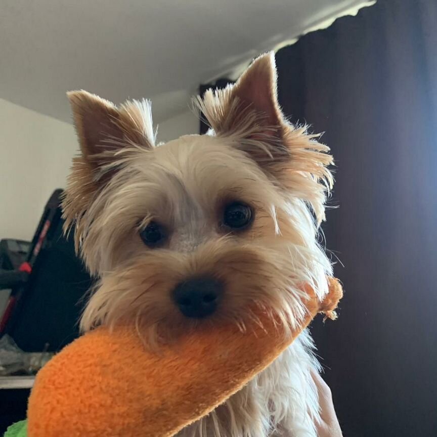 Йоркширский терьер