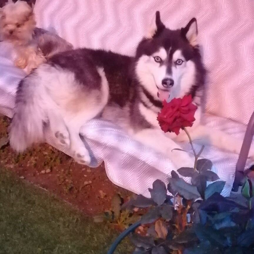 Сибирский хаски