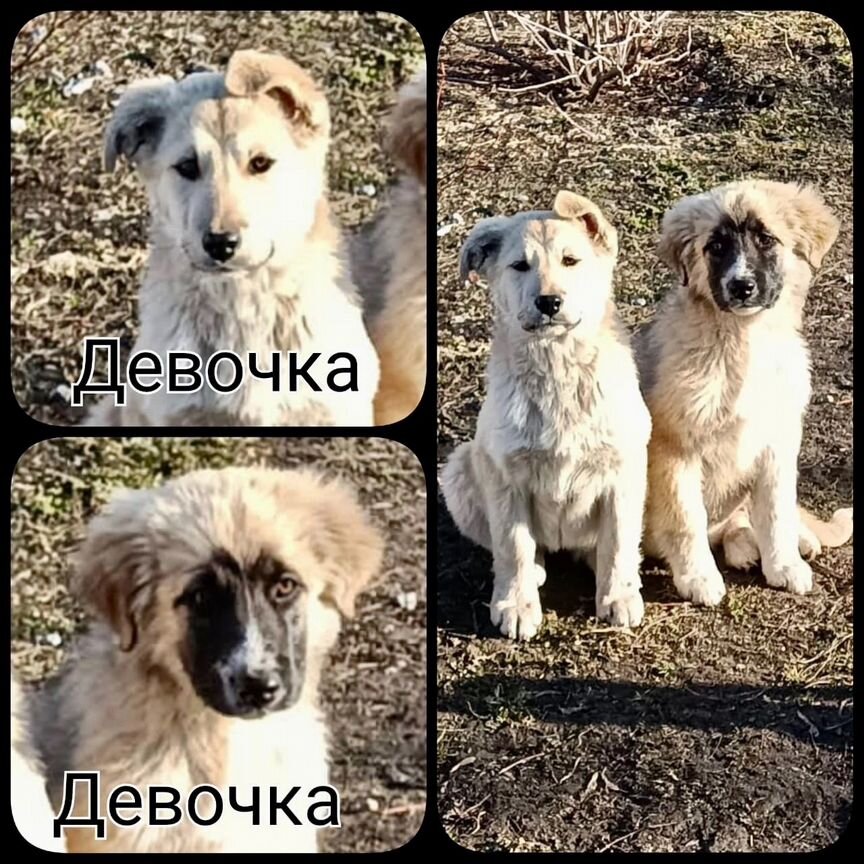 Щенки-девочки в добрые руки в частный дом