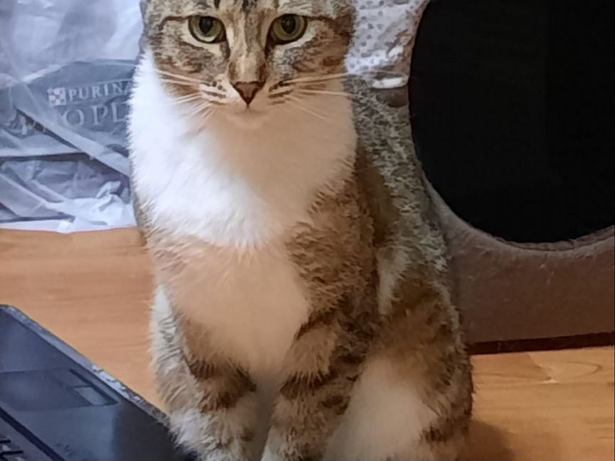 Кошка Ксюша трехцветная