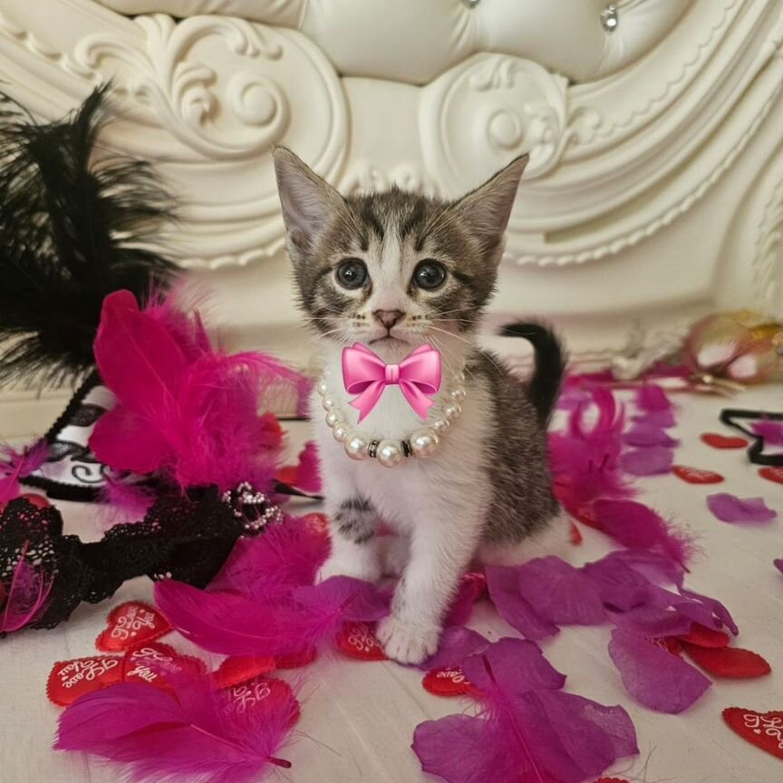 Котенок девочка с острова Валаам