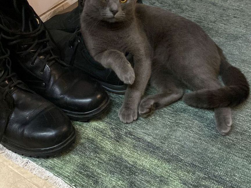Кот