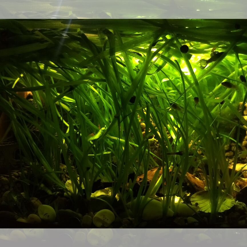Водоросли для аквариума