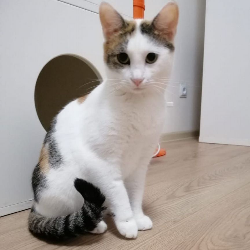 Кошечка для души