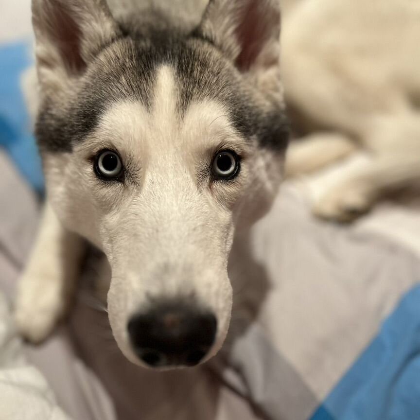 Сибирский хаски