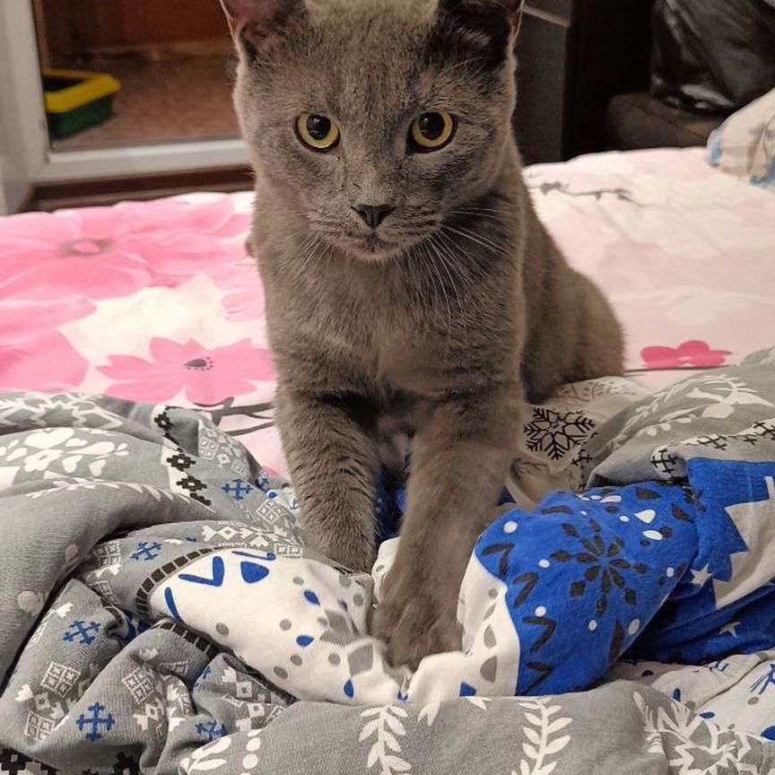 Кот
