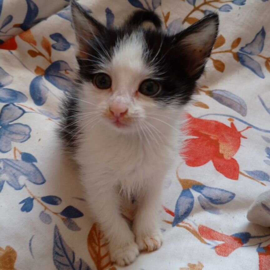 Британский короткошёрстный котёнок
