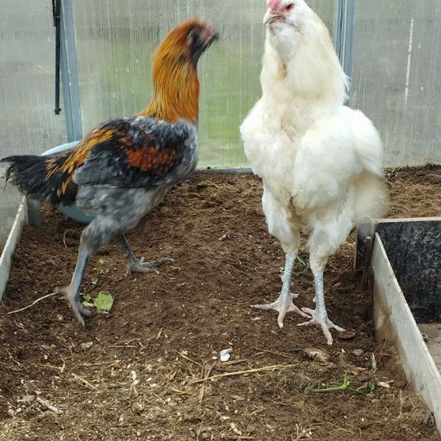 Молодые петухи домашние