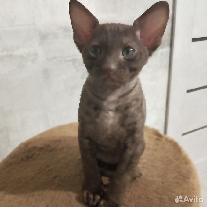 Продам котят корниш рекс