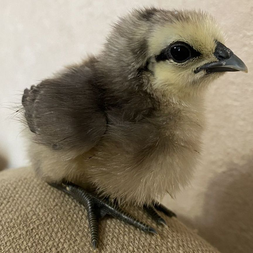 Цыплята лакеданзи серебро