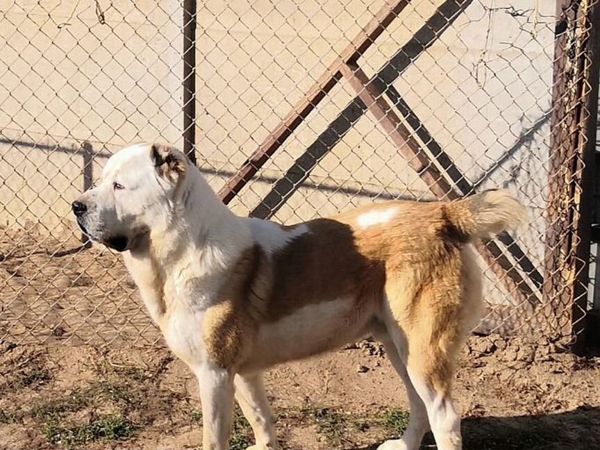 Собака для вязки