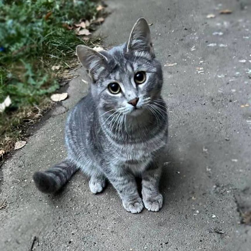Котикк в добрые руки