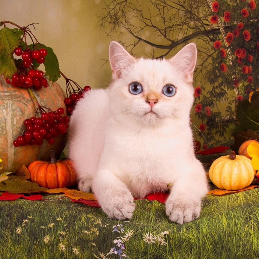 Кот Шотландский скоттиш страйт
