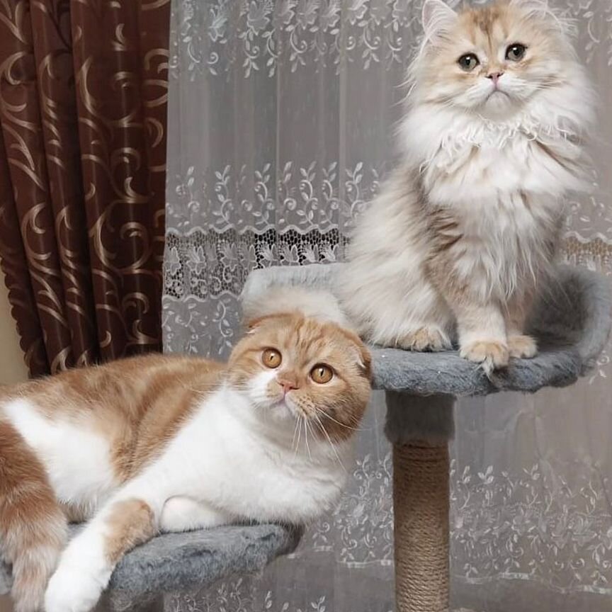 Шотландская золотая хайленд страйт