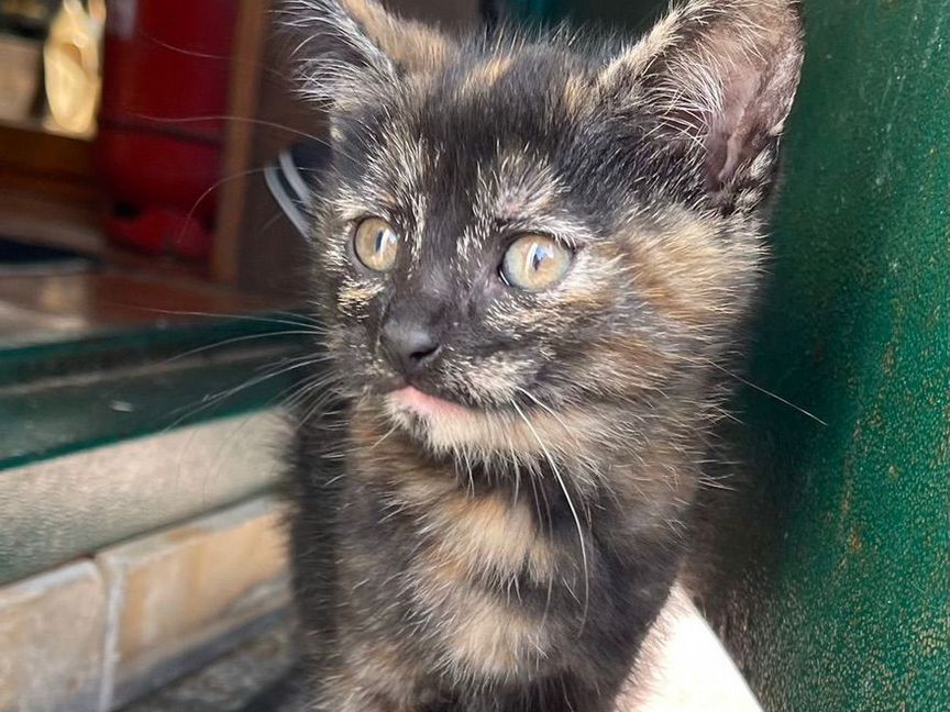 Котята от домашней кошки
