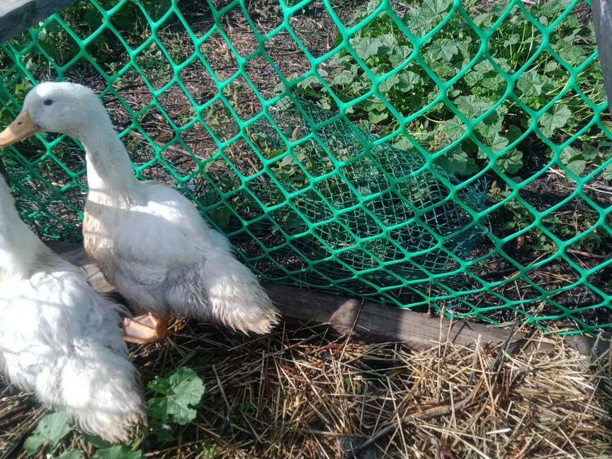 Утка, бройлер