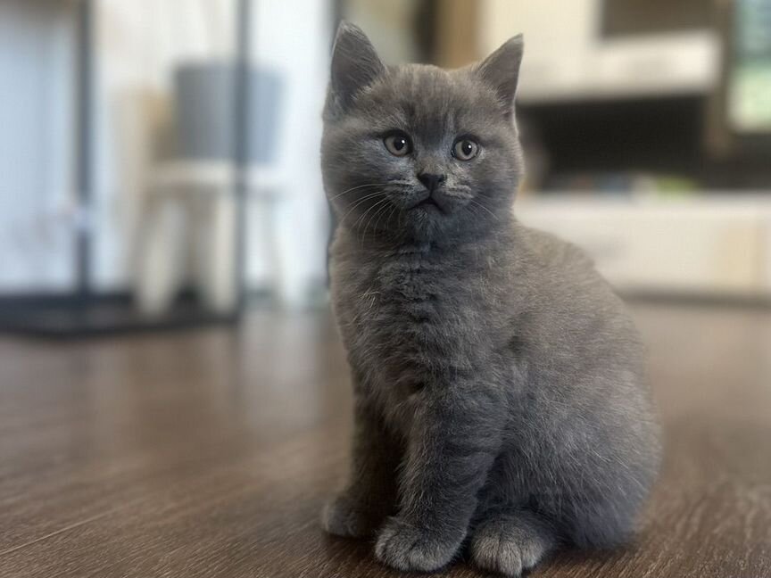 Британские котята