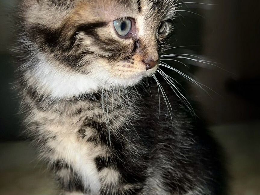 Котята мейн-кун помесь