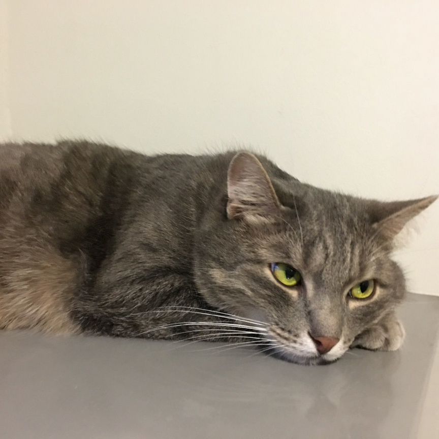 Отдам кота в добрые руки