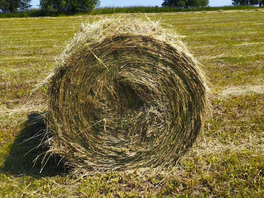 Продам сено в рулонах