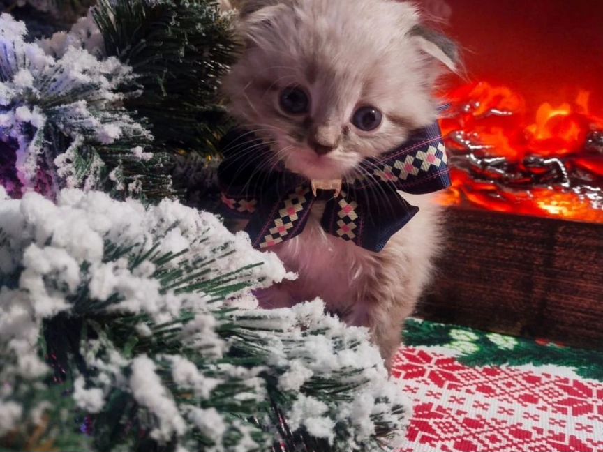 Шотландская вислоухая котята