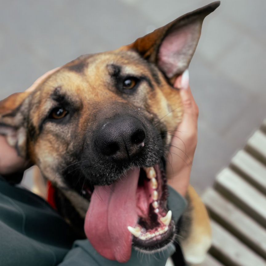 Взрослая собака в добрые руки