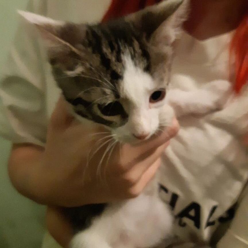 Котенок