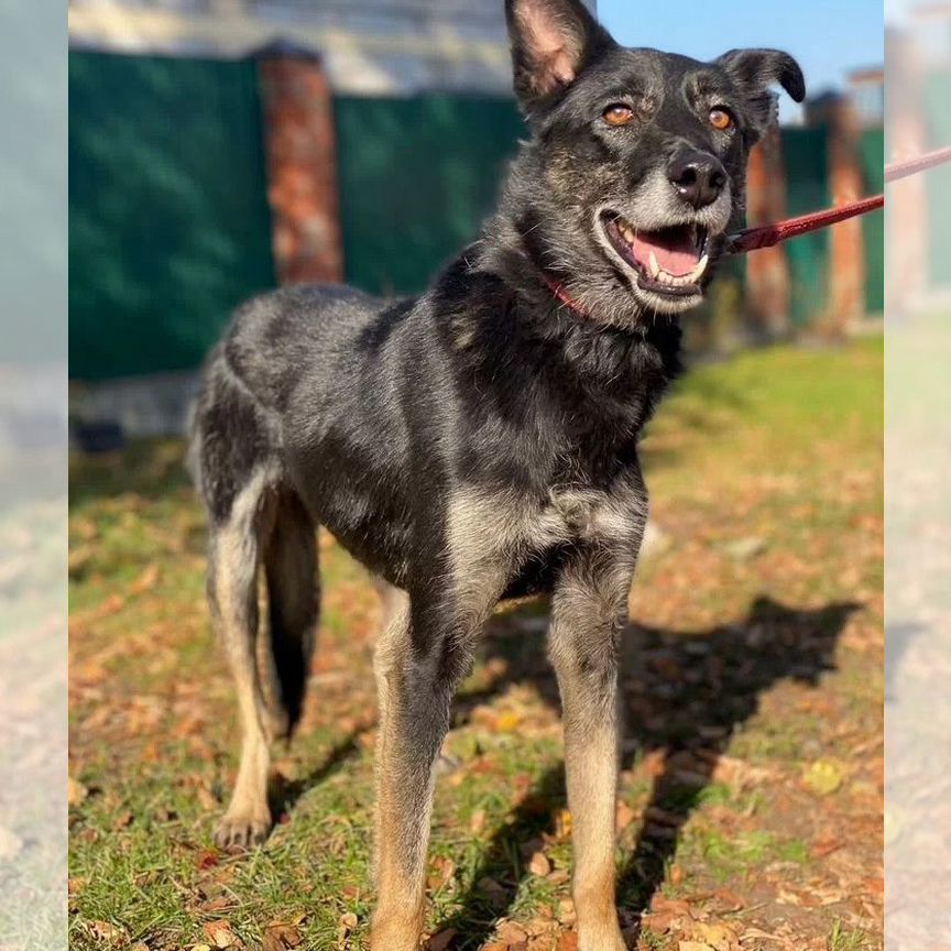 Взрослая собака в добрые руки