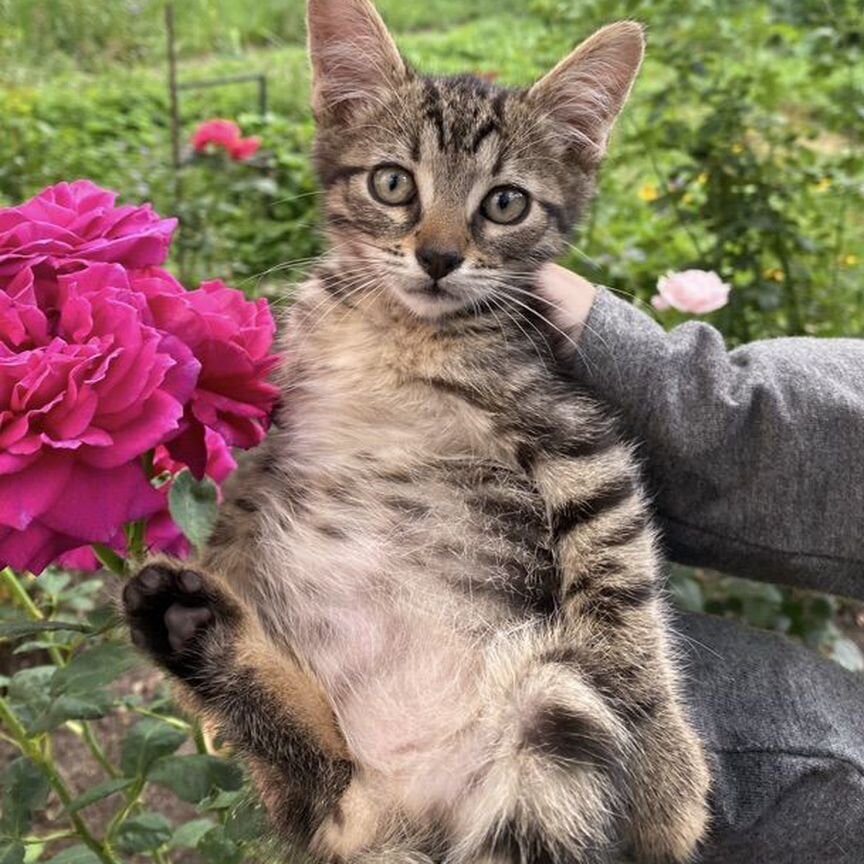 Мальчик Жорик 2 месяца