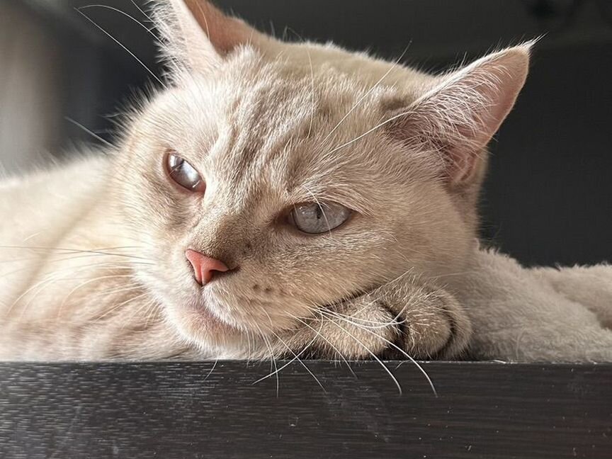 Невский маскарадный кот
