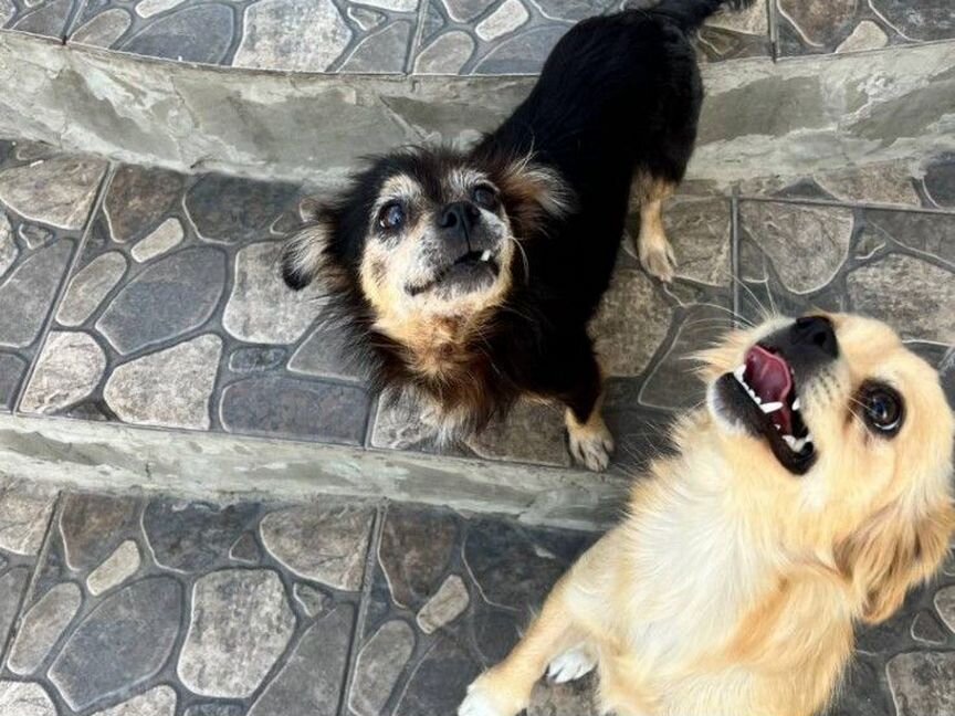 Собачки чишки в добрые руки