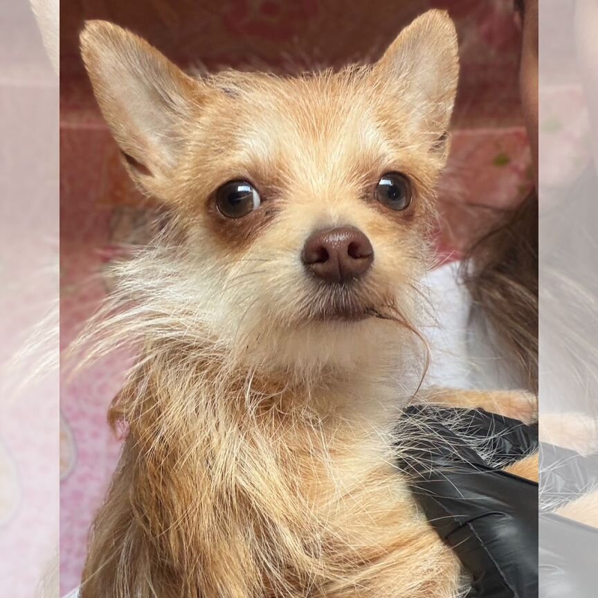 Чихуахуа, взрослый пёс