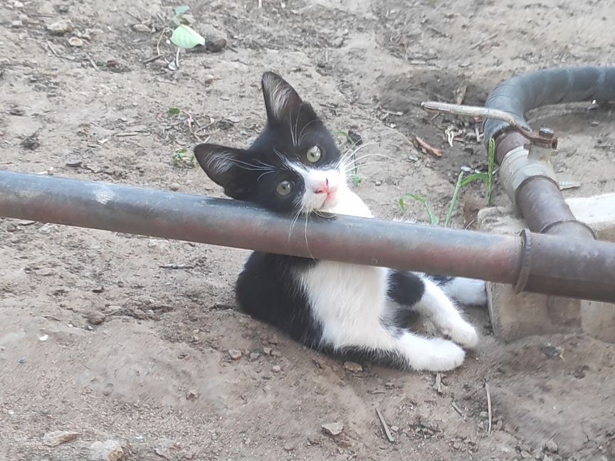 Очень красивый котенок (мальчик)