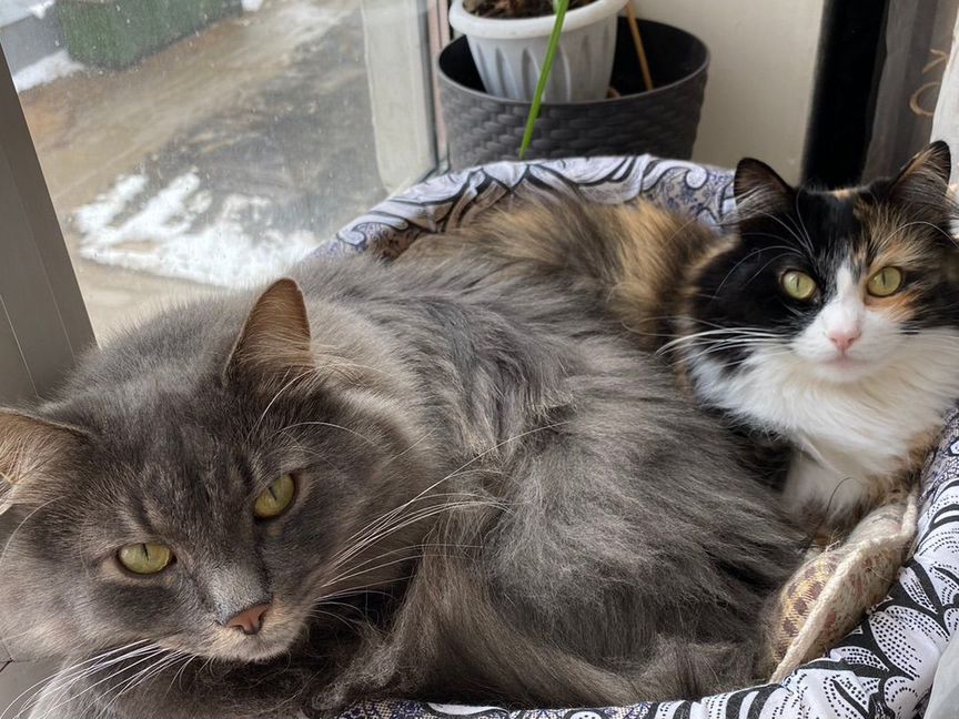 Кошечка и кот в добрые руки