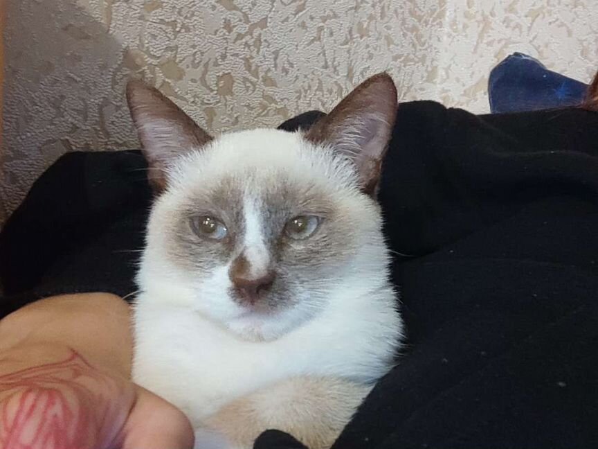 Котенок сиамский Миу-Пиу