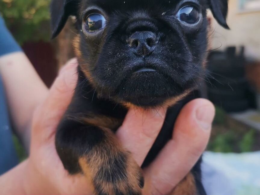 Щенки пти брабансона