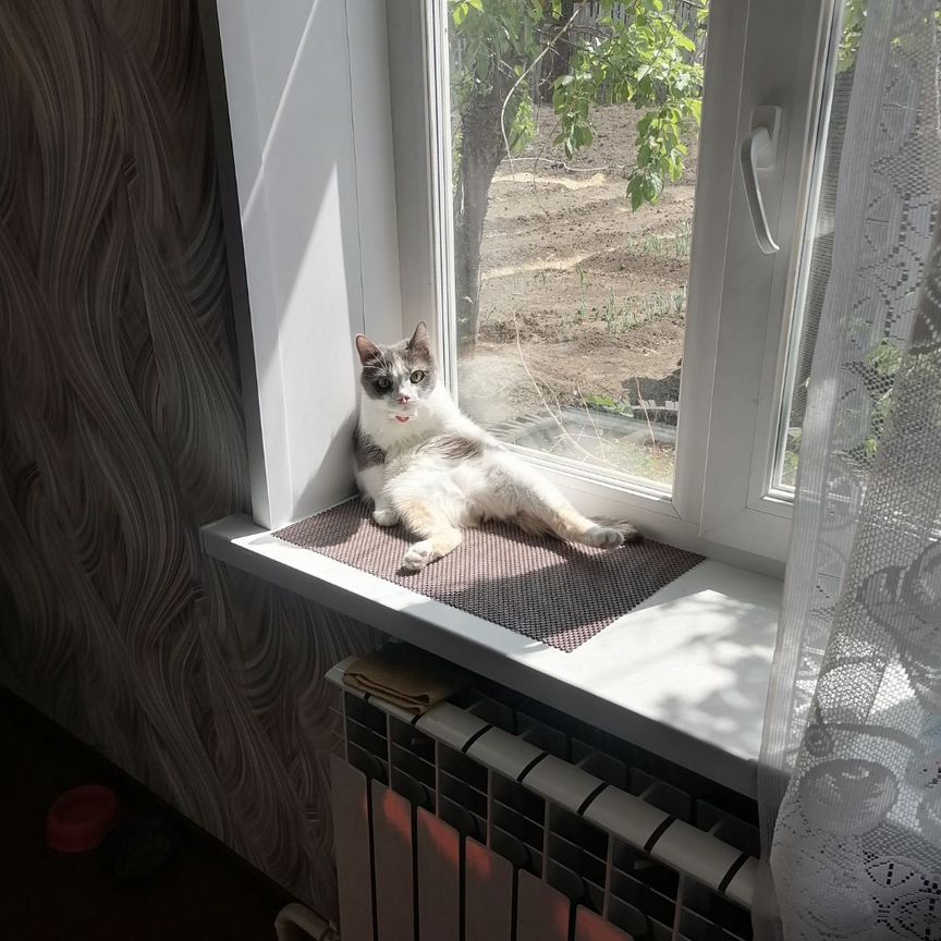 Взрослая, кошка в добрые руки
