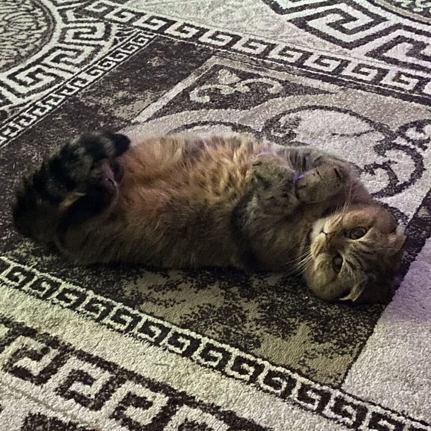 Кошка шотладка