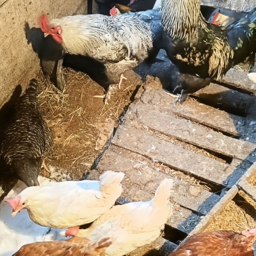 Молодые петухи