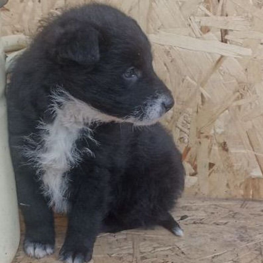 Щенок в добрые руки