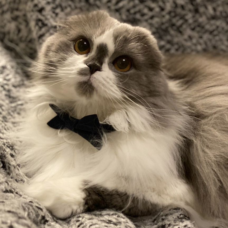 Шотландская кошка в добрые руки