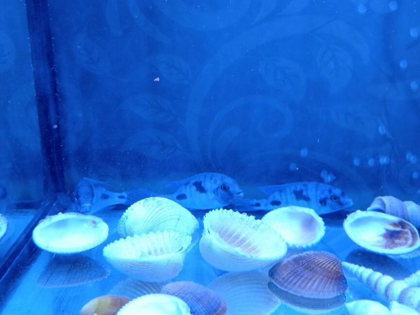 Аквариумные рыбки