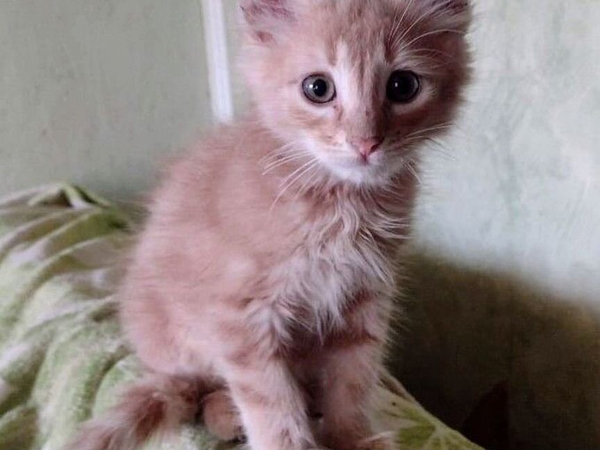Ласковые котята в добрые руки
