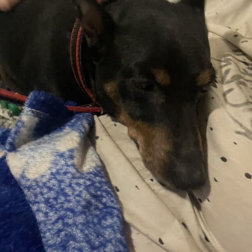 Цвергпинчер