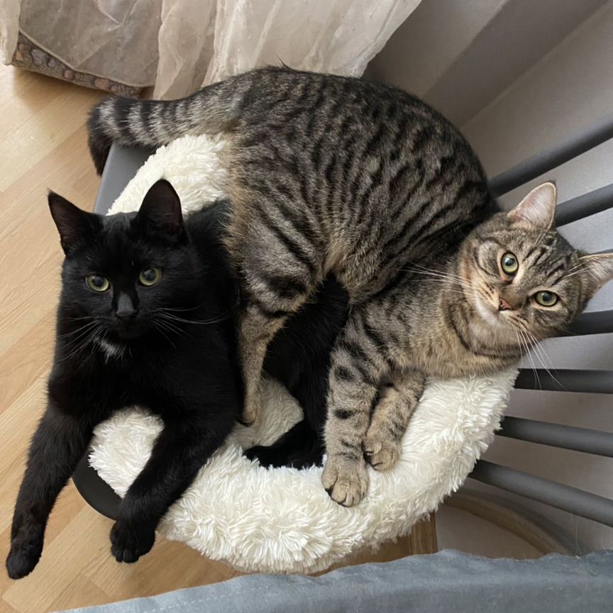 Котик в добрые руки